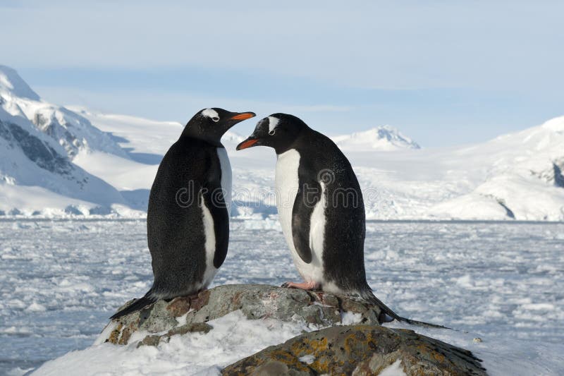 Male and Female Gentoo Penguins on the Slope. Stock Photo - Image of ...