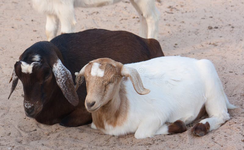 A male and female goat stock photo. Image of farm, mammals - 12321084