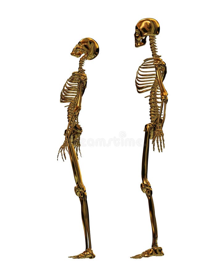 Male and Female Golden Skeletons Stock Illustration - Illustration of ...