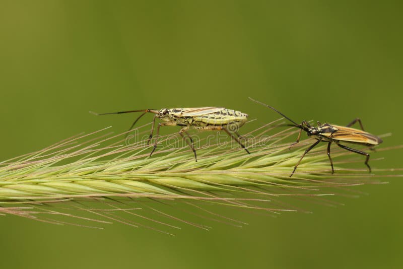 A Male and Female Grass Bug, Leptopterna Dolabrata, Perching on a Grass ...