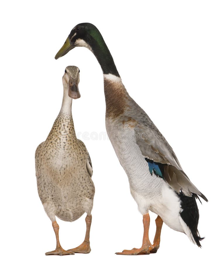 Male and Female Indian Runner Ducks Stock Image - Image of runner ...