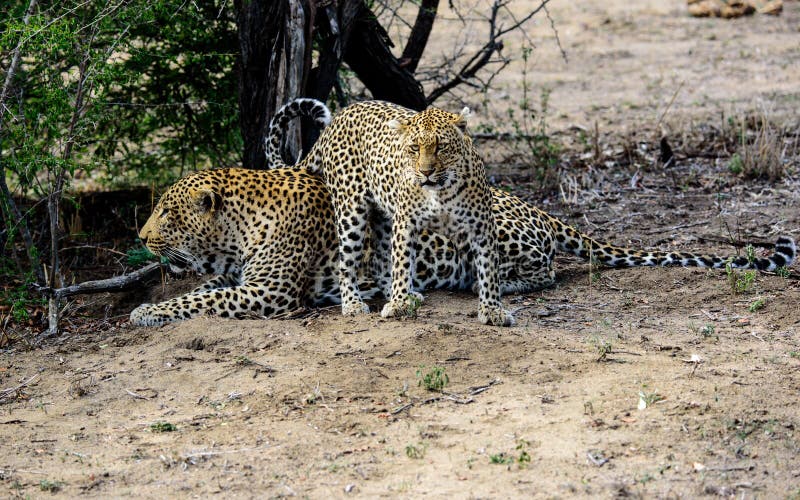 Male and female Leopard stock image. Image of size, safari - 71446295
