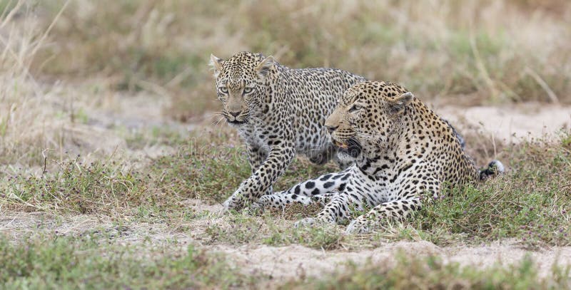 Male and Female Leopard Mating on Grass in Nature Stock Photo - Image ...