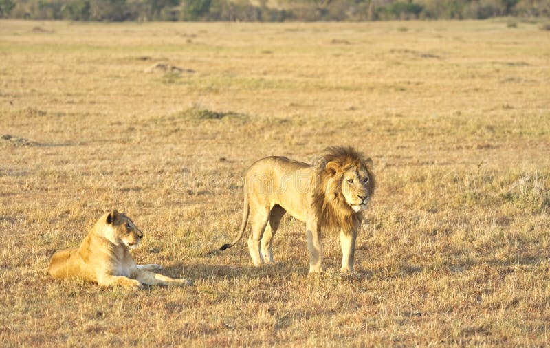 Male and female lion stock image. Image of african, lioness - 26351291