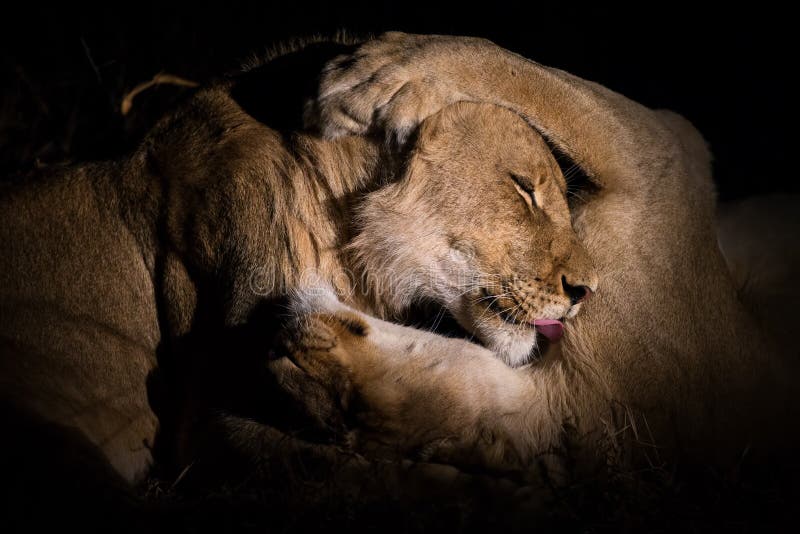Male & Female lion cuddle stock image. Image of dark - 33165445