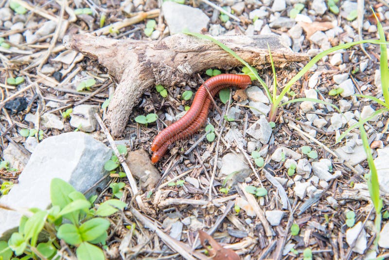 Millipede Reproduction Stock Photos - Free & Royalty-Free Stock Photos ...