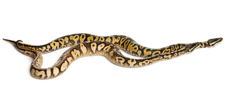 Male Pastel Calico Python Royal Python Stock Photos - Free & Royalty ...