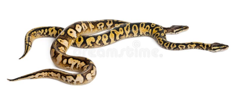 Male Pastel Calico Python Royal Python Stock Photos - Free & Royalty ...