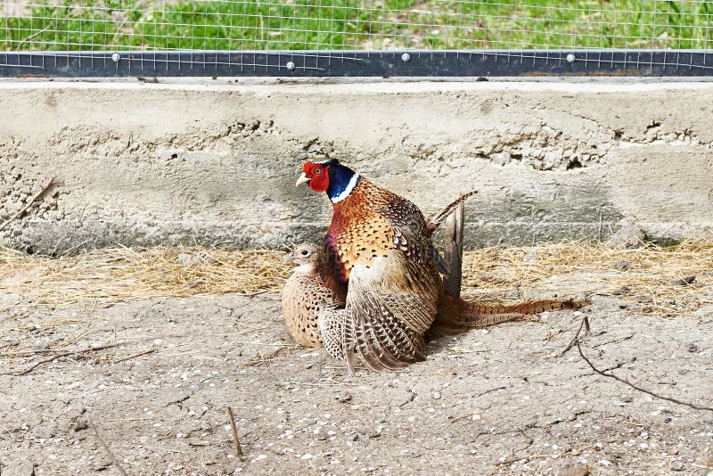 Male and female pheasant stock image. Image of plumage - 70252775