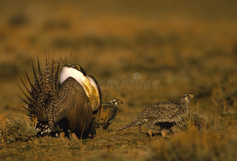 Male and Female Sage Grouse Stock Image - Image of game, sage: 12345047