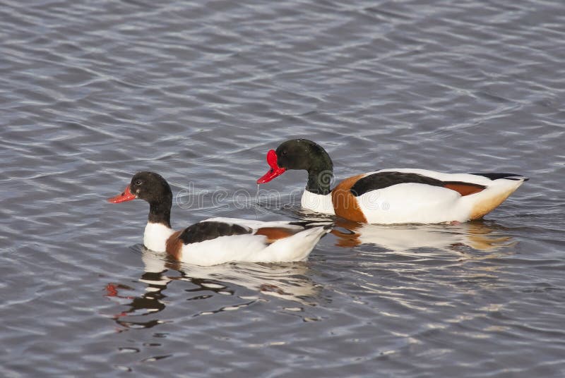 Common shelduck stock photo. Image of meadow, wildlife - 25200194