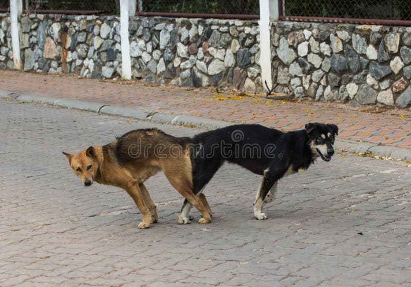 Male and Female Thai Dog Mating Stock Photo - Image of animal, female ...