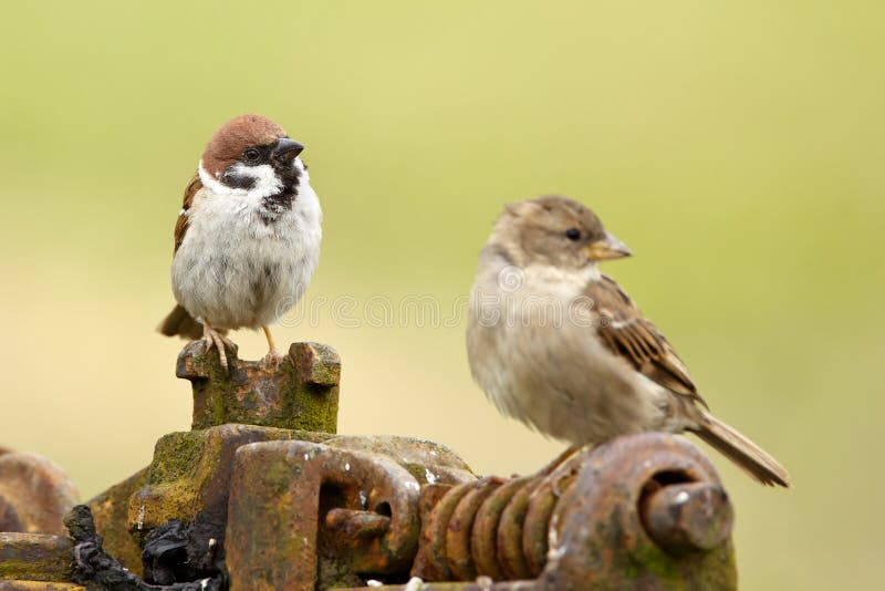 Tree Sparrow stock photo. Image of little, females, grey - 29959752