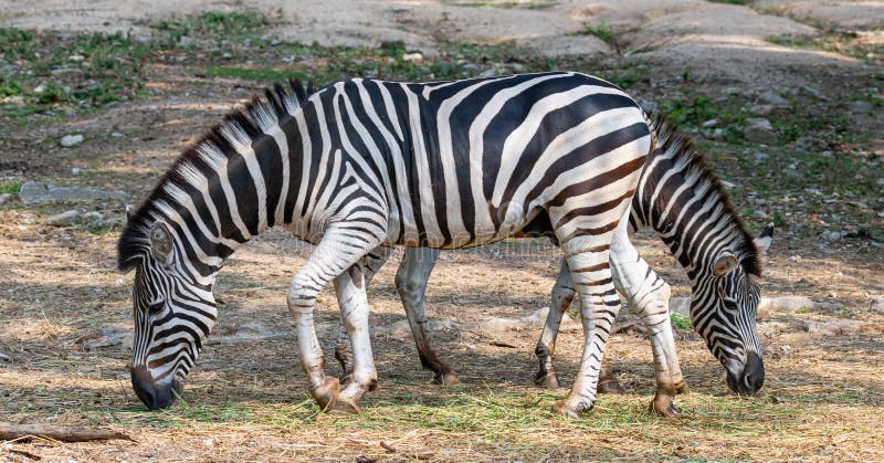 Male and Female Zebras Feeding on Grass in Opposite Direction Stock ...
