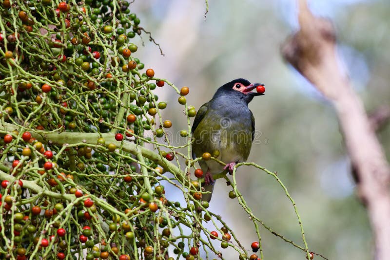 Male Fig Bird stock image. Image of berries, australia - 90837579