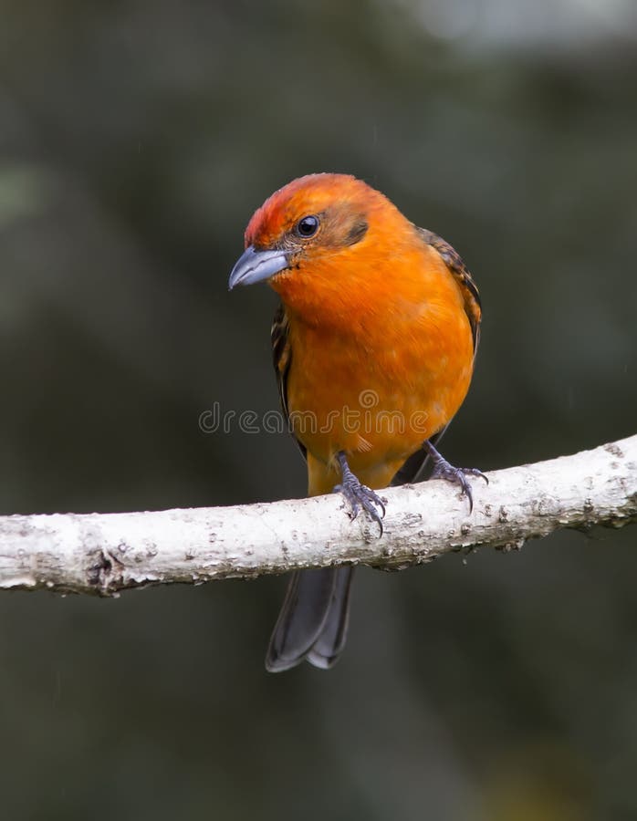 Flame-colored Tanager stock photo. Image of profile, backed - 64295802
