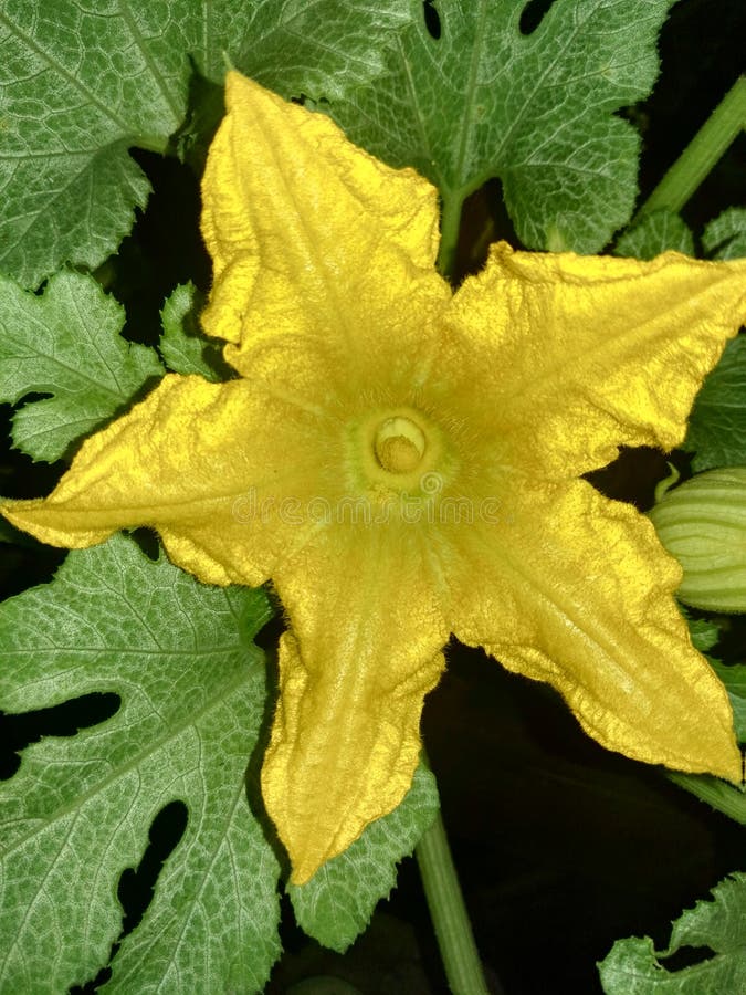 Male flower stock image. Image of flower, plantation - 94545661