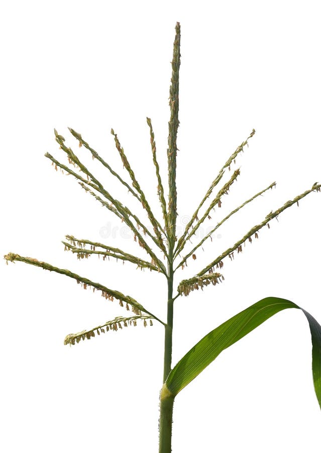 Male Flower of Maize Isolated on White Stock Photo - Image of mays ...