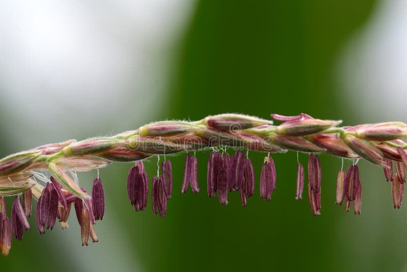 Male Flowers of Maize stock image. Image of flowers, landscape - 56915223