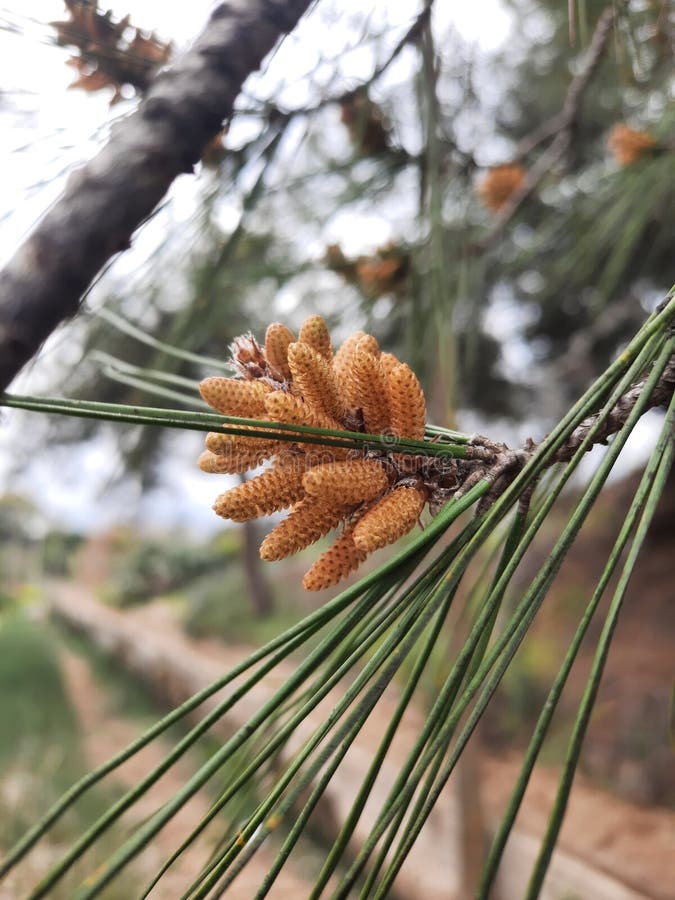 Pine tree flowers stock image. Image of male, grass - 274059867