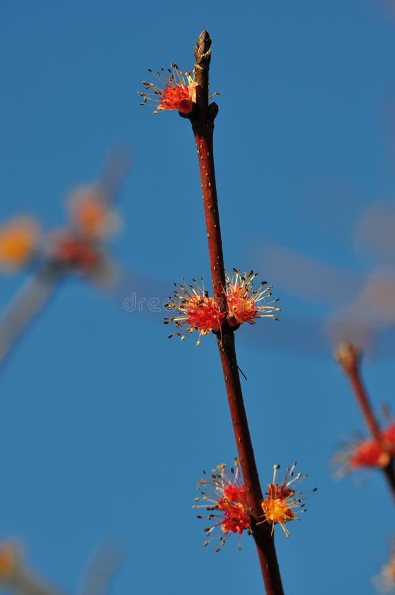 Male Flowers on Red Maple Tree Stock Photo - Image of perfect, plant ...