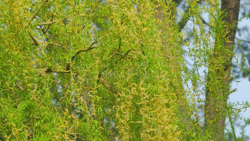 Male Flowers of the Weeping Willow. Big Beautiful Tree Stock Video ...