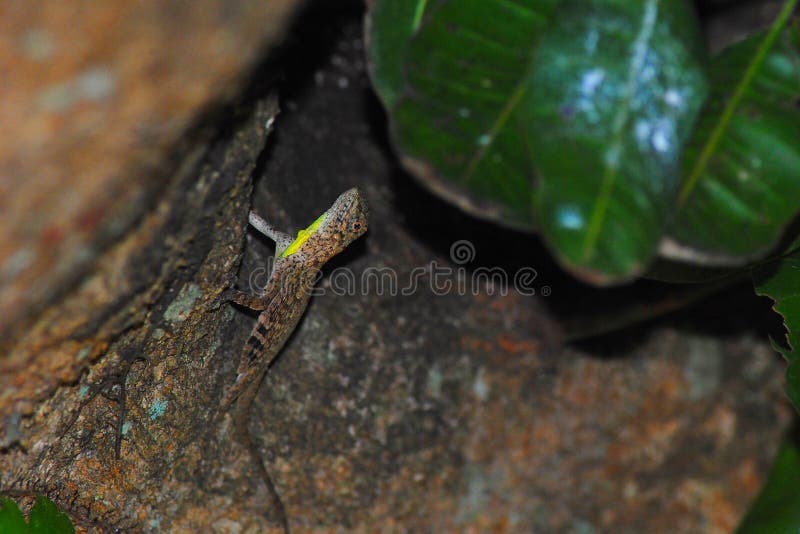 Draco Sumatranus