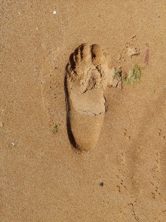 101 Human Footprint Dog Footprint Tropical Beach Stock Photos - Free ...