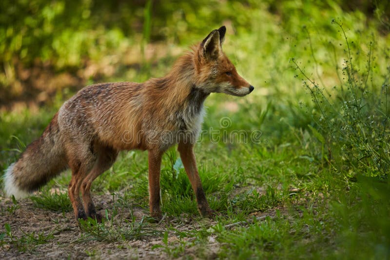 Male fox in the forest stock photo. Image of cunning - 276884534