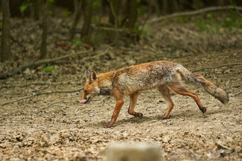 Male fox in the forest stock photo. Image of cunning - 278289064