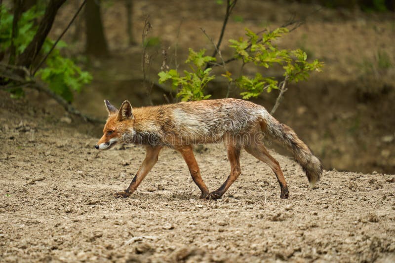 Male fox in the forest stock photo. Image of cunning - 278289066