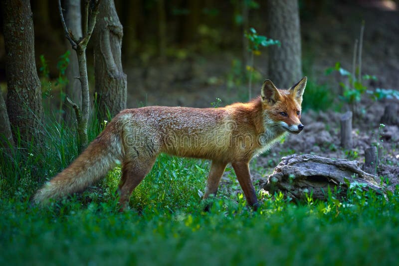 Male fox in the grass stock photo. Image of fauna, predatory - 184140784