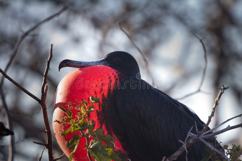 Male Frigate Bird Inflating Red Pouch. Stock Photo - Image of male ...