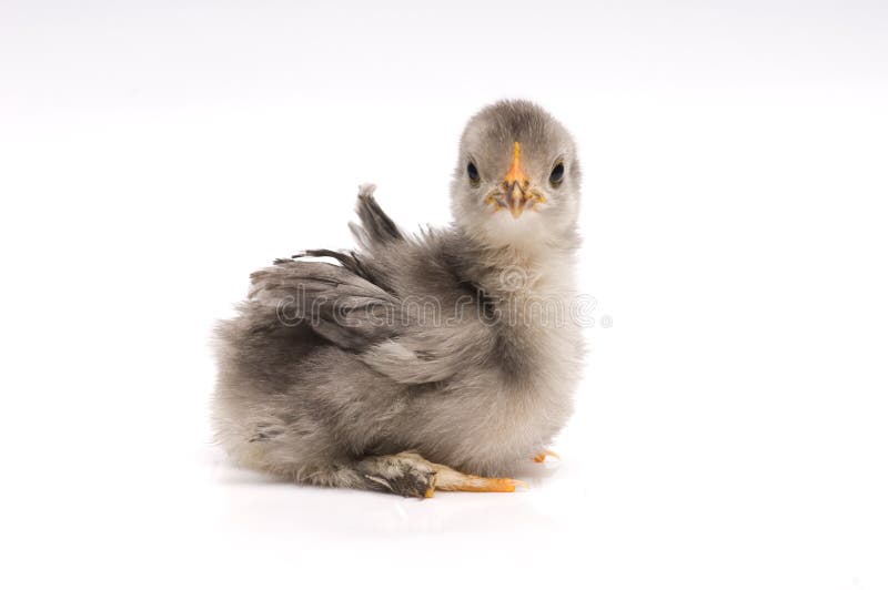 Male Frizzle Bantan Chick - Blue Stock Photo - Image of chicken, chick ...