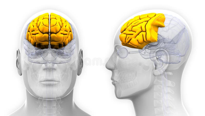 Male Frontal Lobe Brain Anatomy - Isolated On White Stock Illustration ...