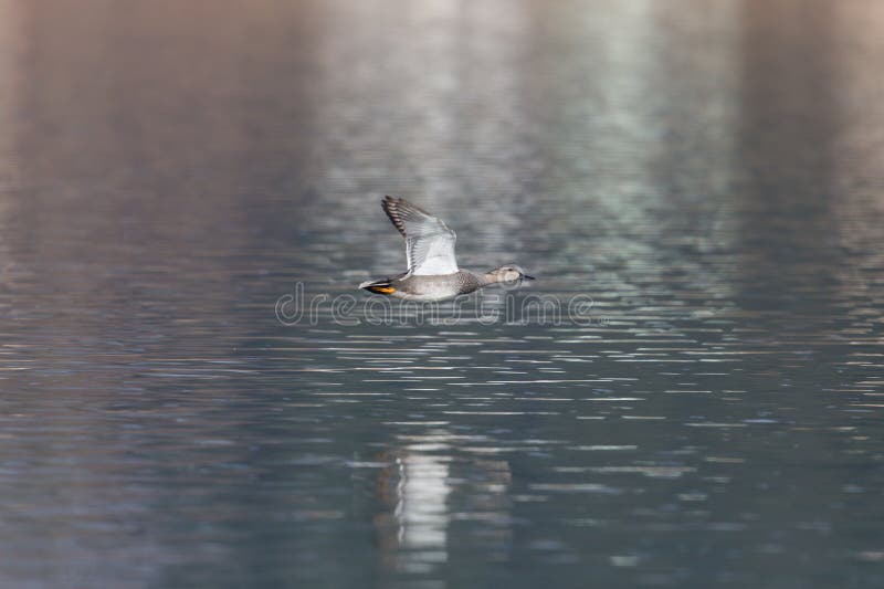 Male Gadwall Duck Anas Strepera Flying Stock Photo - Image of waterfowl ...