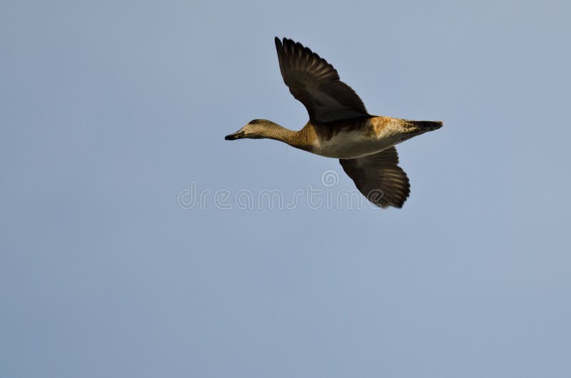 Male Gadwall Flying in a Blue Sky Stock Image - Image of circling ...