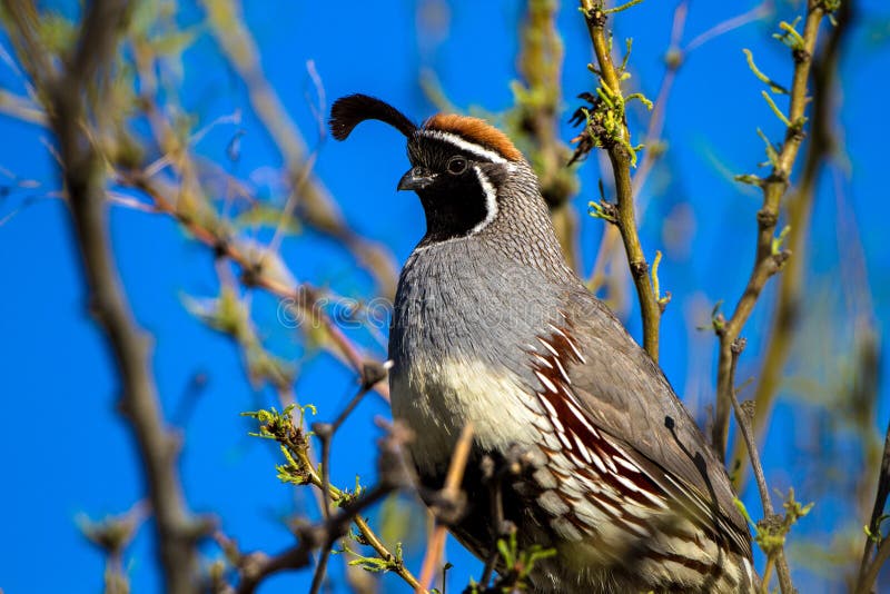 Male Gambel`s Quail in Spring Stock Image - Image of blue, united ...