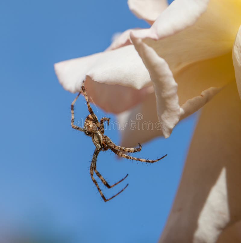 Male Garden Spider stock photo. Image of nature, wildlife - 34206134