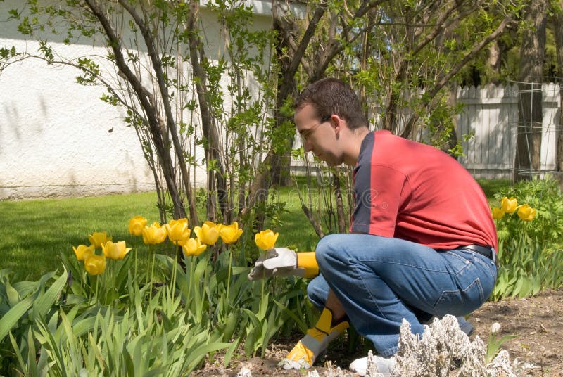 Male Gardener stock image. Image of pruning, worker, botanical - 5291605