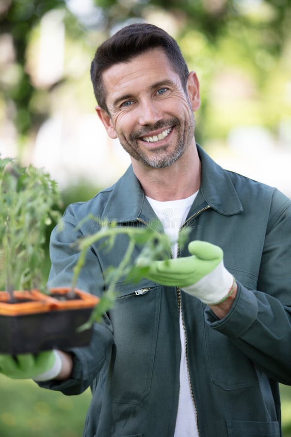 Male Gardener Holding Tray Seedlings Stock Photo - Image of ...