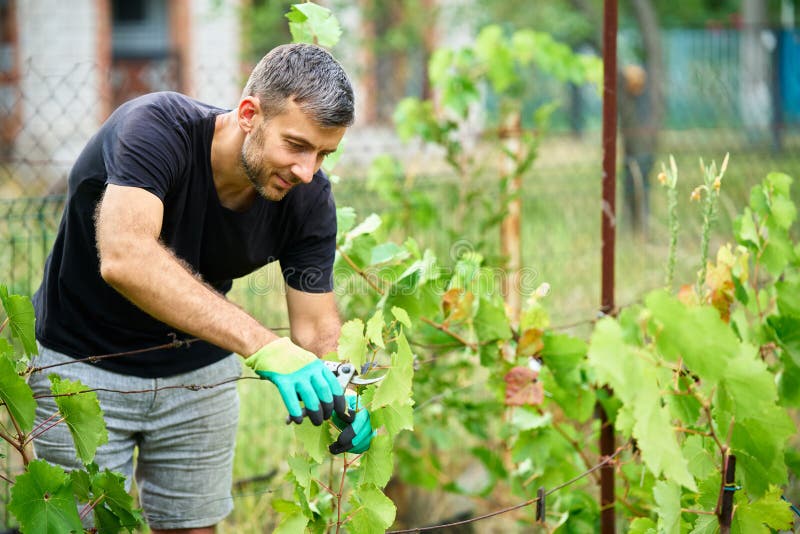 Male Gardener Prune Grape Vines in Vineyard Stock Image - Image of ...
