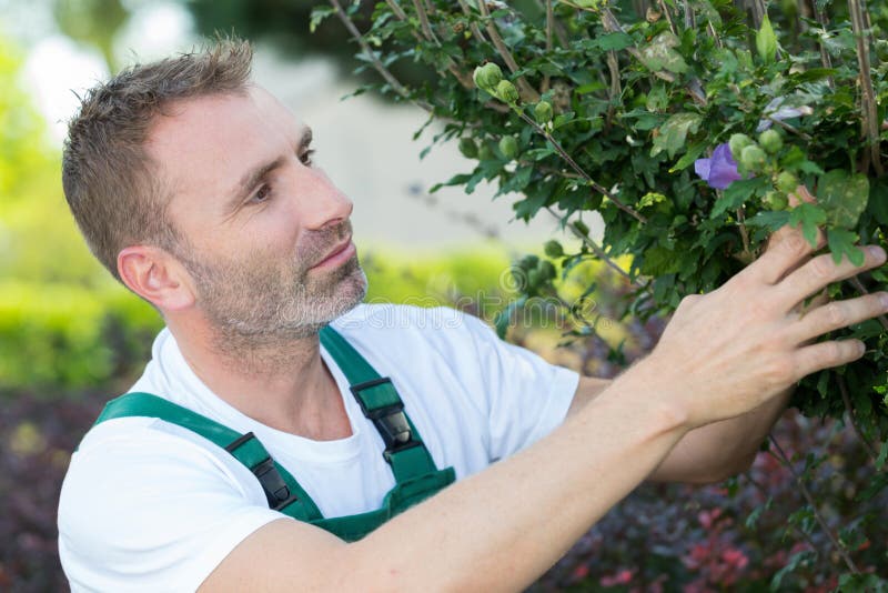 Male Gardener Working with Flowers Stock Image - Image of flora ...