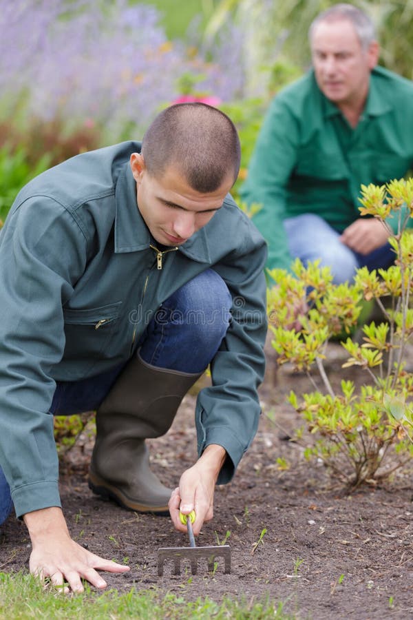 Male Gardeners Using Rake in Garden Stock Image - Image of vertical ...
