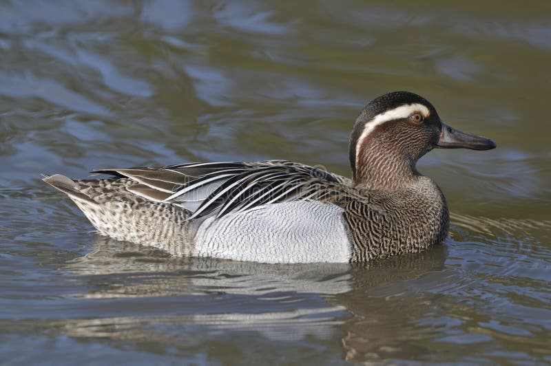 Male Garganey Duck stock photo. Image of couple, lake - 29440462