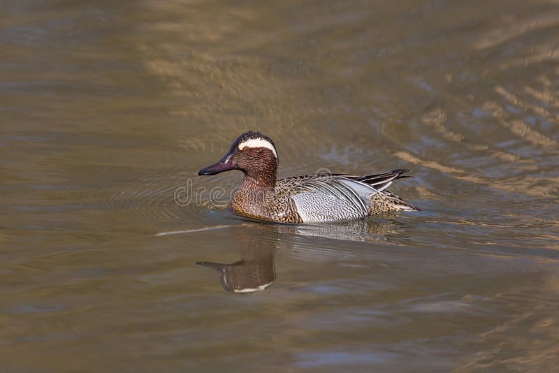 Garganey duck female stock photo. Image of garganey - 129255092