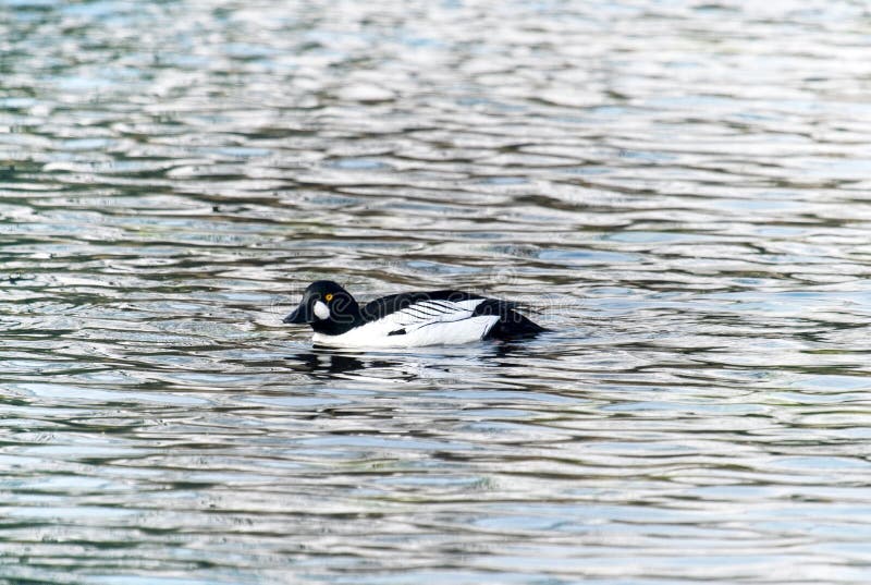 Male of garrot stock image. Image of duck, outdoor, birds - 156034717