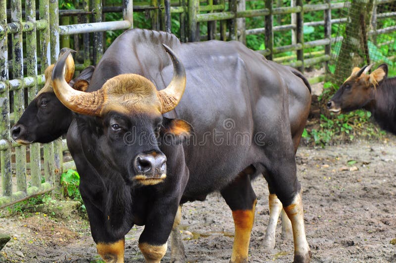 Male Gaur stock image. Image of malaysia, cattle, strong - 22574471