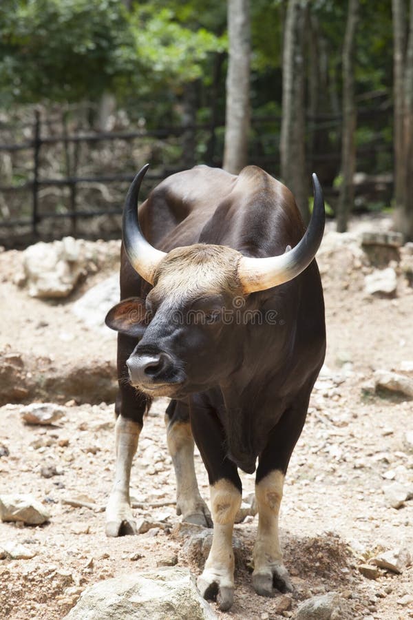 306 Gaur Male Stock Photos - Free & Royalty-Free Stock Photos from ...