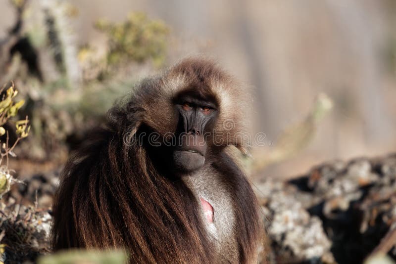Male Gelada Baboon Theropithecus Gelada Showing His Teeth Stock Photo ...